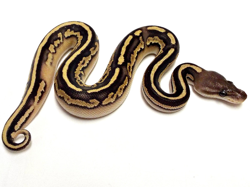 Morph List - World of Ball Pythons