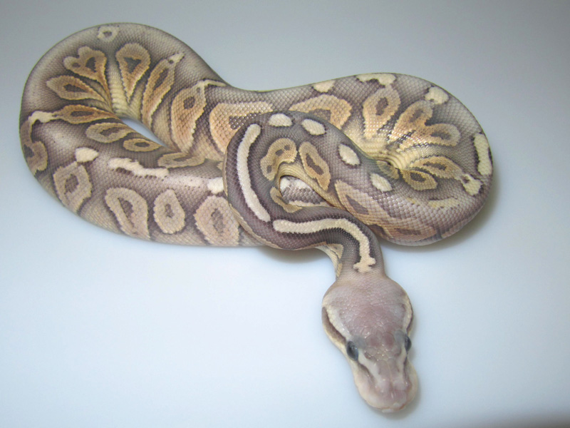 Morph List - World of Ball Pythons