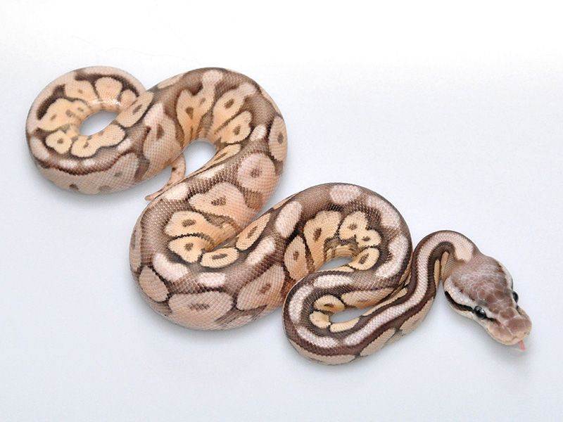 Morph List - World of Ball Pythons