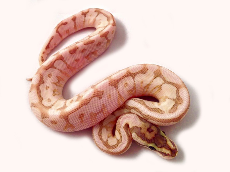 Morph List - World of Ball Pythons