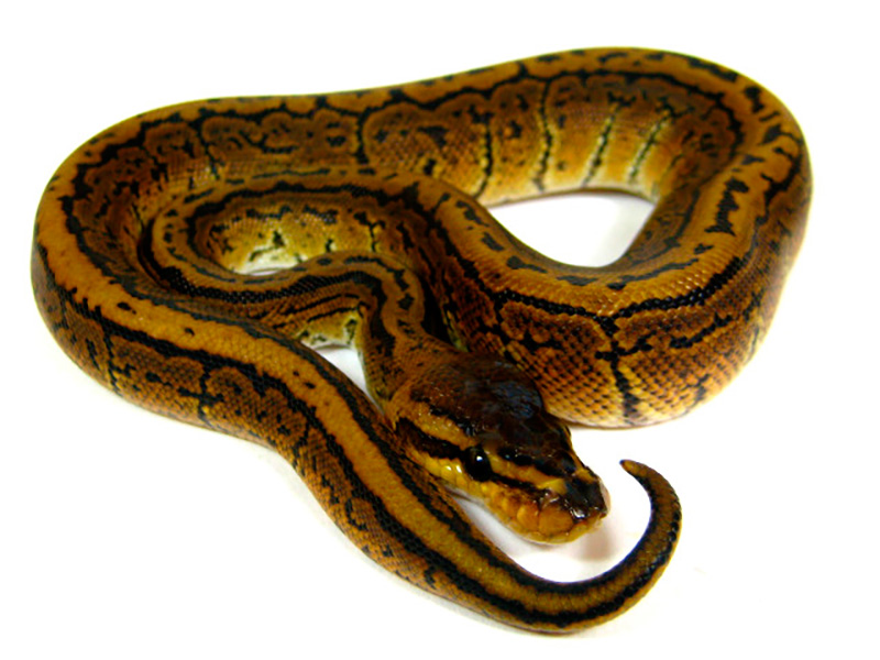 Morph List - World of Ball Pythons