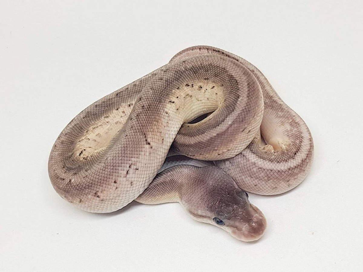 Cinnamon Pinstripe Spider Yellow Belly - Morph List - World of Ball Pythons