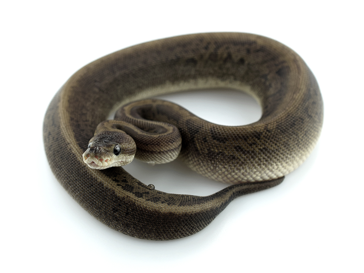 Morph List - World of Ball Pythons