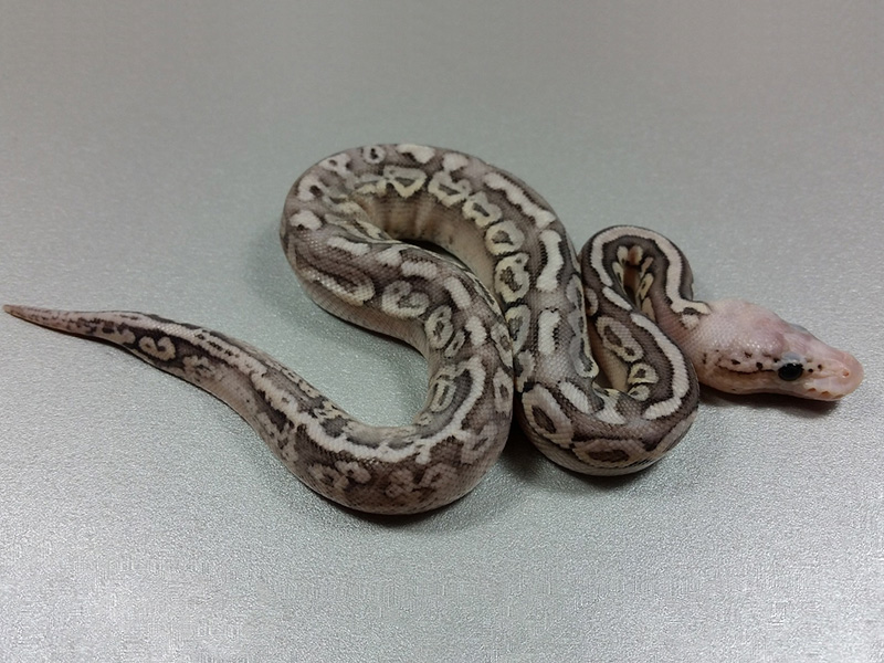 Cinnamon Spotnose Super Pastel - Morph List - World of Ball Pythons