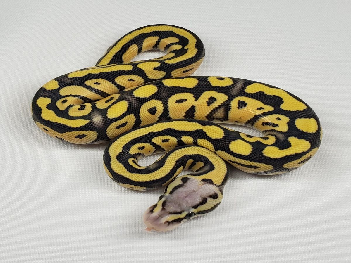 Morph List - World of Ball Pythons