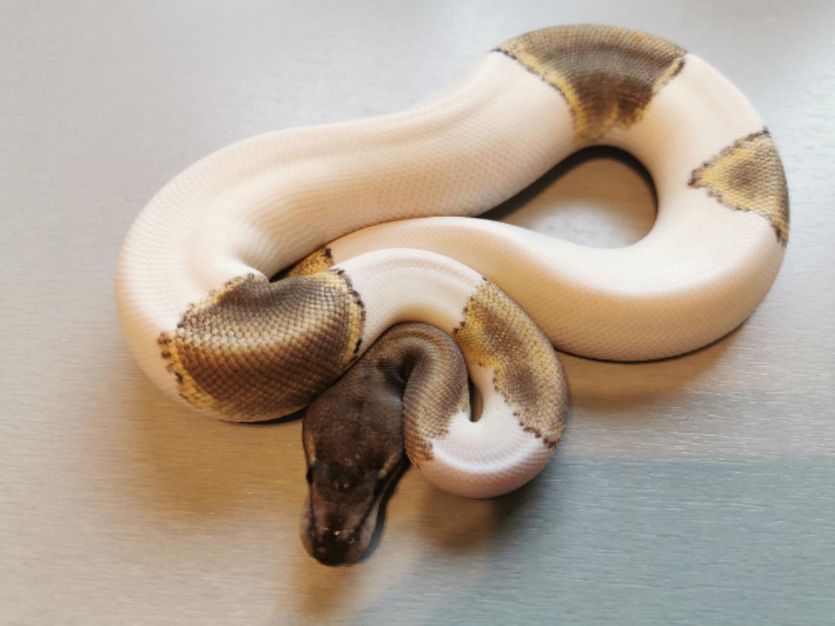 Morph List - World of Ball Pythons