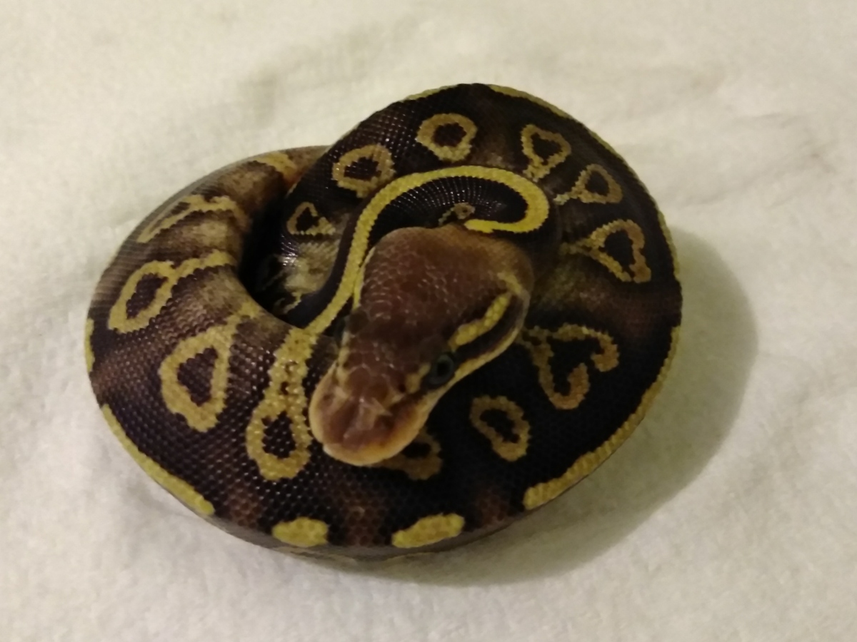 Citrus Pastel Mojave Sable - Morph List - World of Ball Pythons