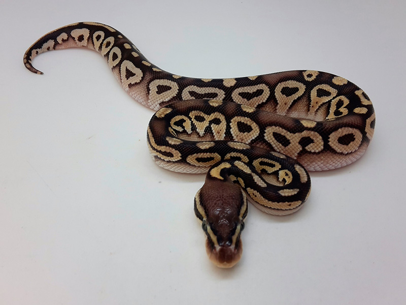 Morph List - World of Ball Pythons