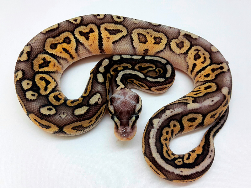 Morph List - World of Ball Pythons