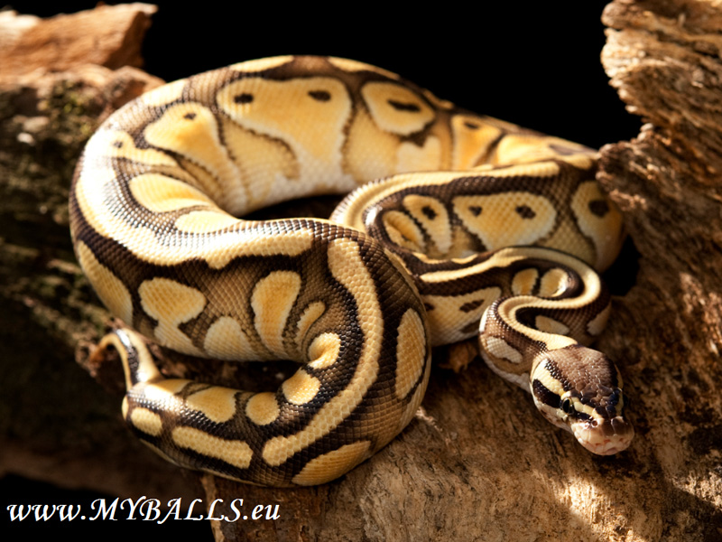 Morph List - World of Ball Pythons