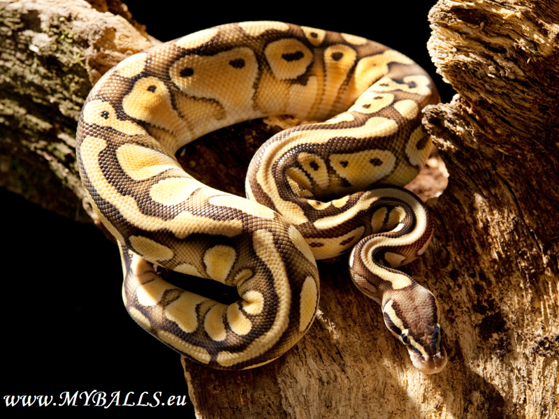 Morph List - World of Ball Pythons