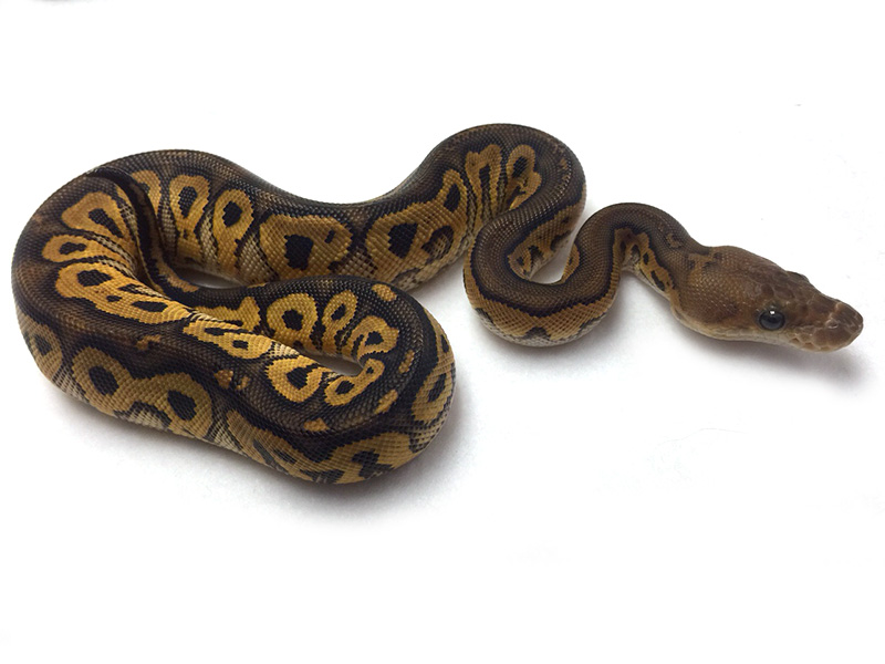 Morph List - World of Ball Pythons