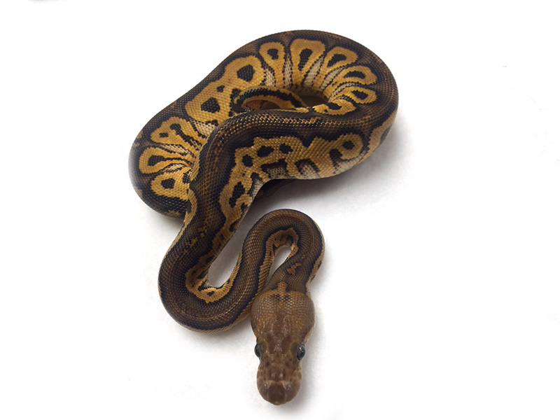 Morph List - World of Ball Pythons
