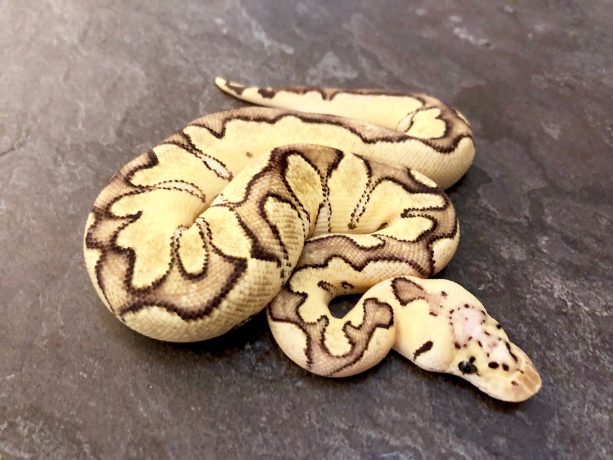 Morph List - World of Ball Pythons