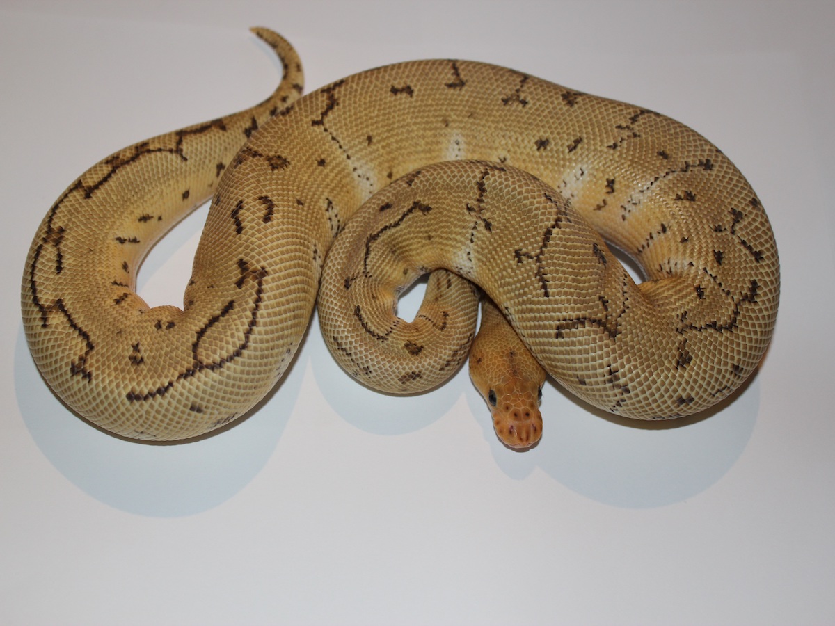 Morph List - World of Ball Pythons