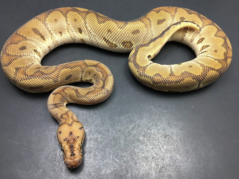 Morph List - World of Ball Pythons