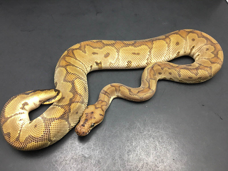 Morph List - World of Ball Pythons