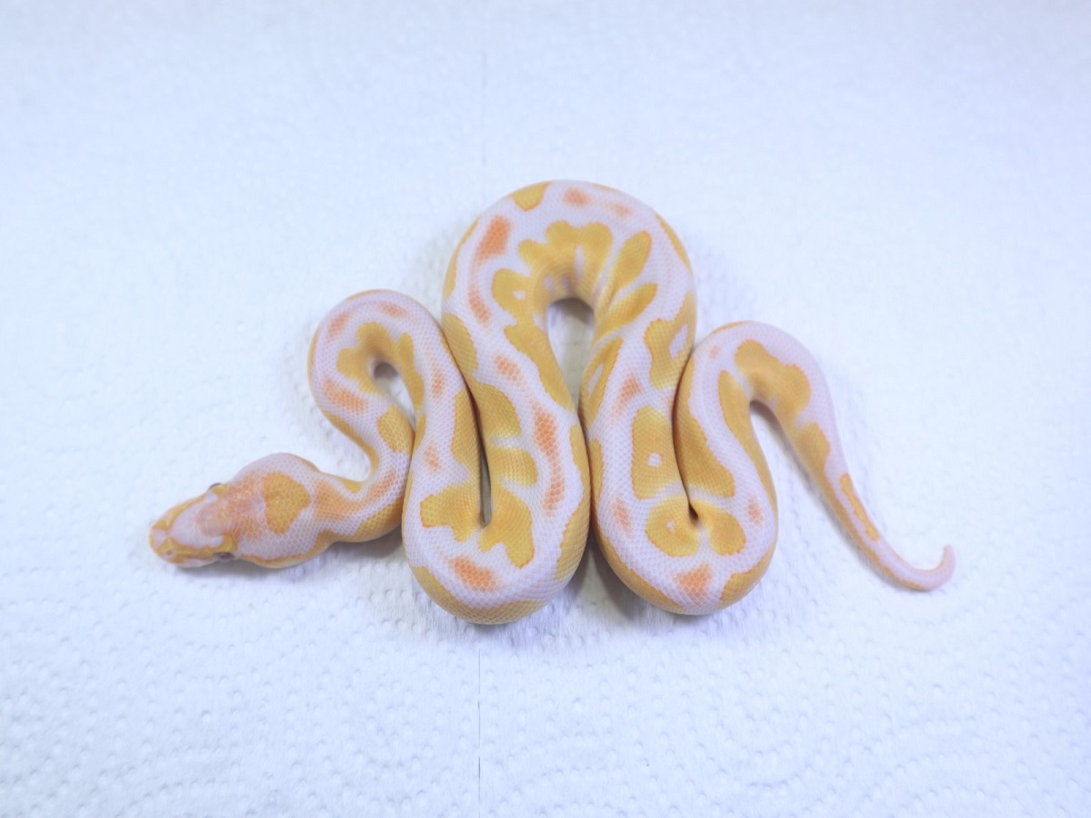 Morph List - World of Ball Pythons