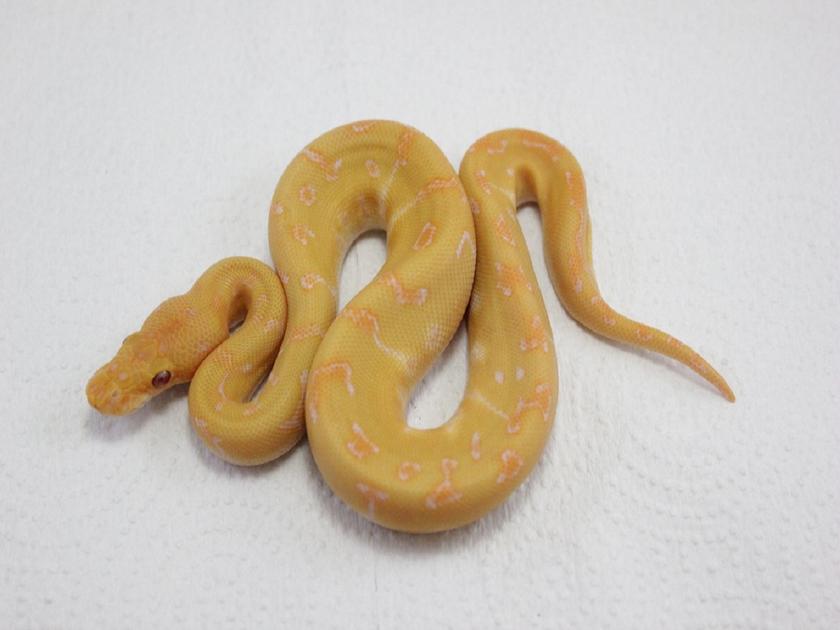 Morph List World Of Ball Pythons
