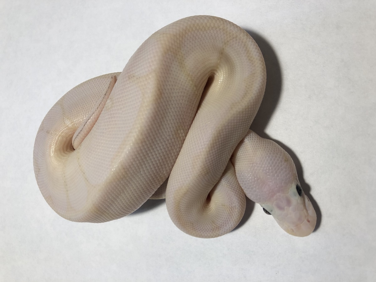 Morph List - World of Ball Pythons