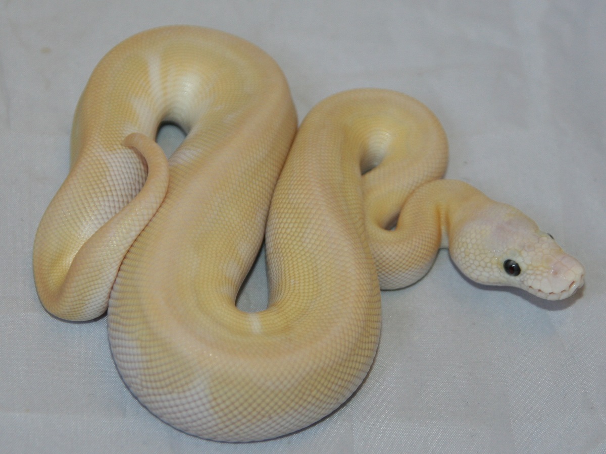 Clown Mojave Pastel Special - Morph List - World of Ball Pythons