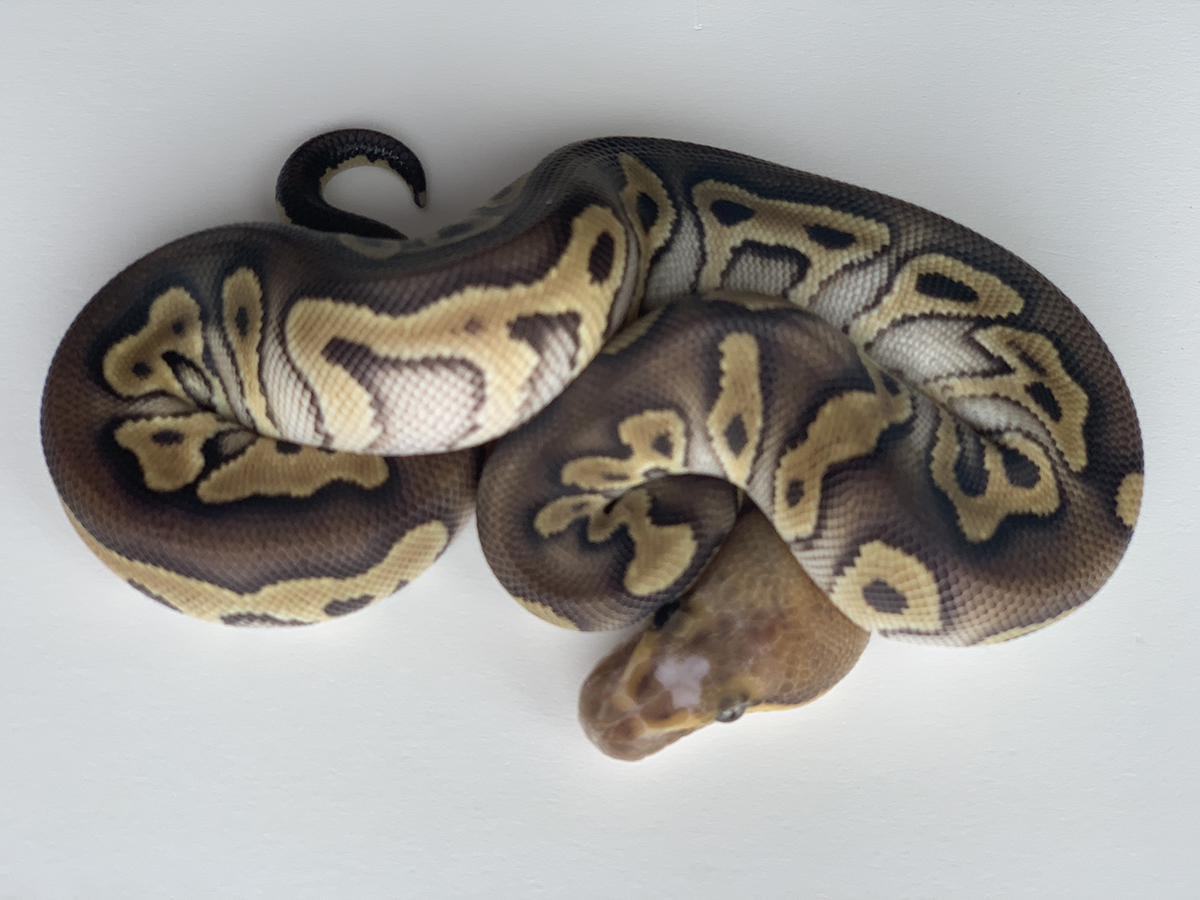 Morph List - World of Ball Pythons