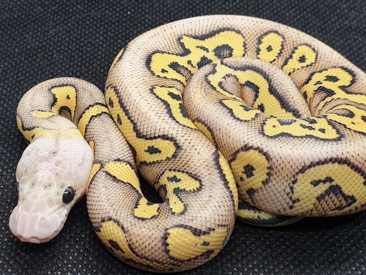 Clown Pastel Phantom Yellow Belly - Morph List - World of Ball Pythons