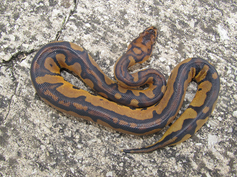 Axanthic Clown Ball Python