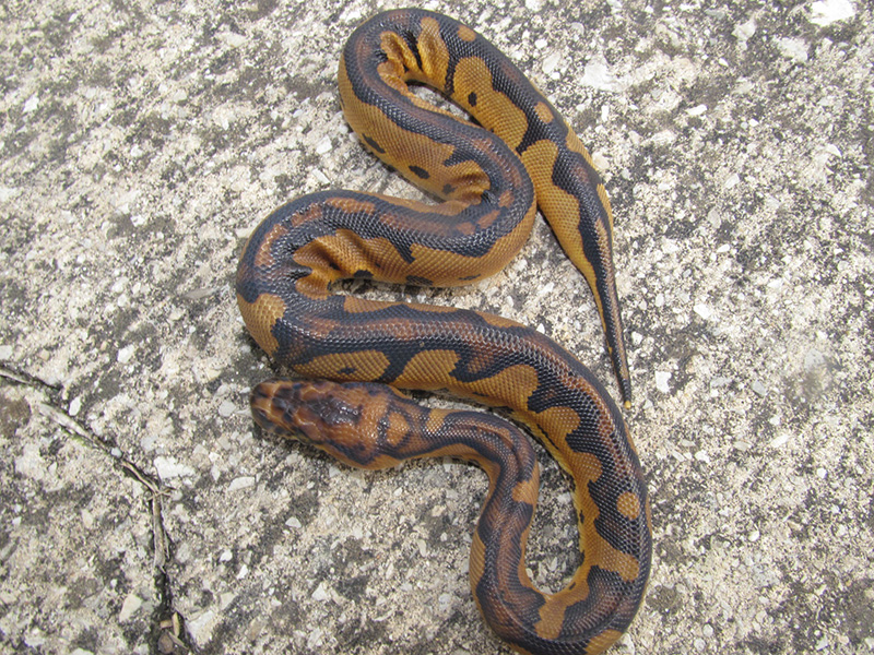 Axanthic Clown Ball Python