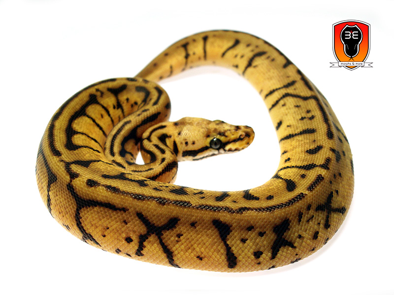 Morph List - World of Ball Pythons