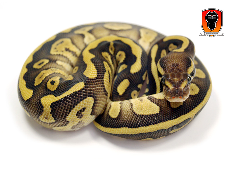 Morph List - World of Ball Pythons