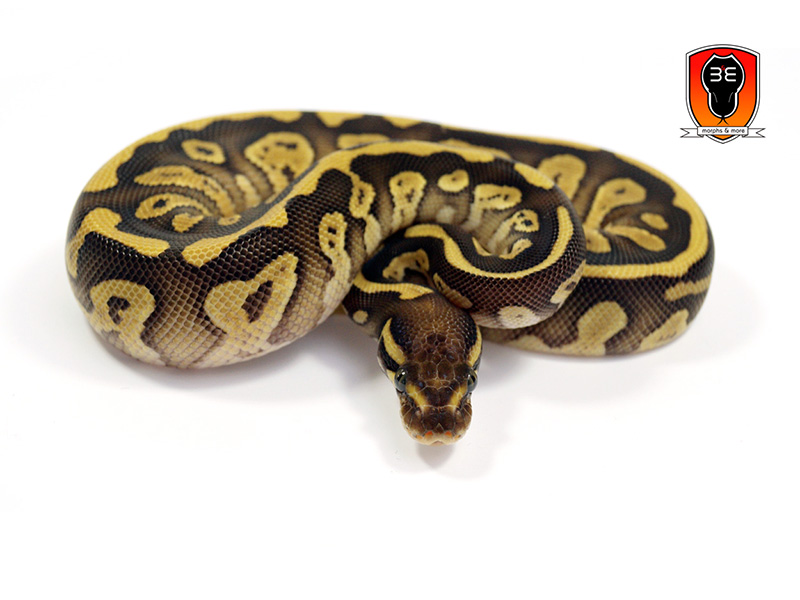 Morph List - World of Ball Pythons