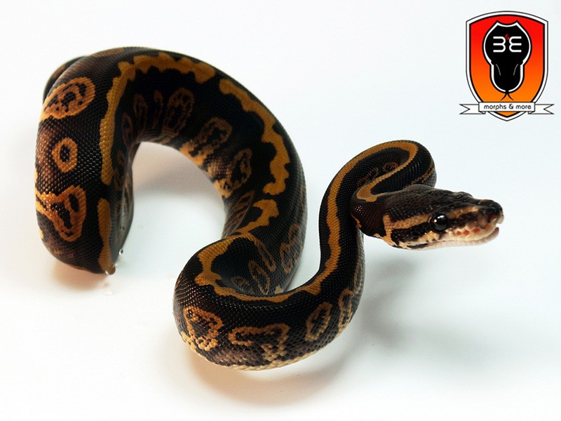 Morph List - World of Ball Pythons
