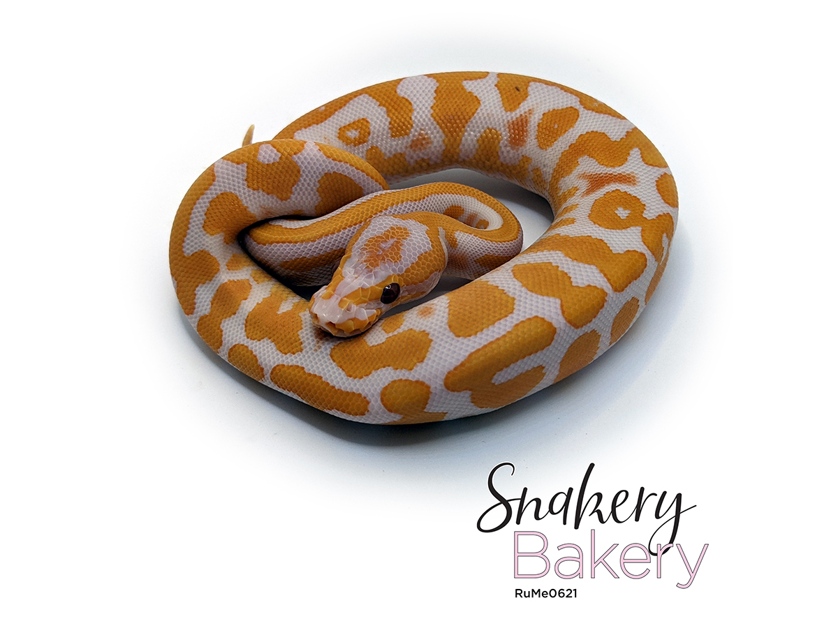 Morph List - World of Ball Pythons