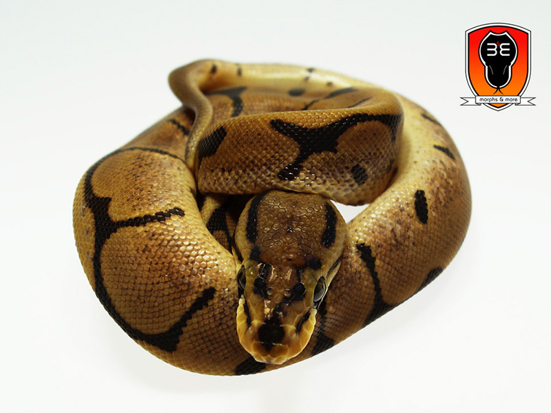 Morph List - World of Ball Pythons