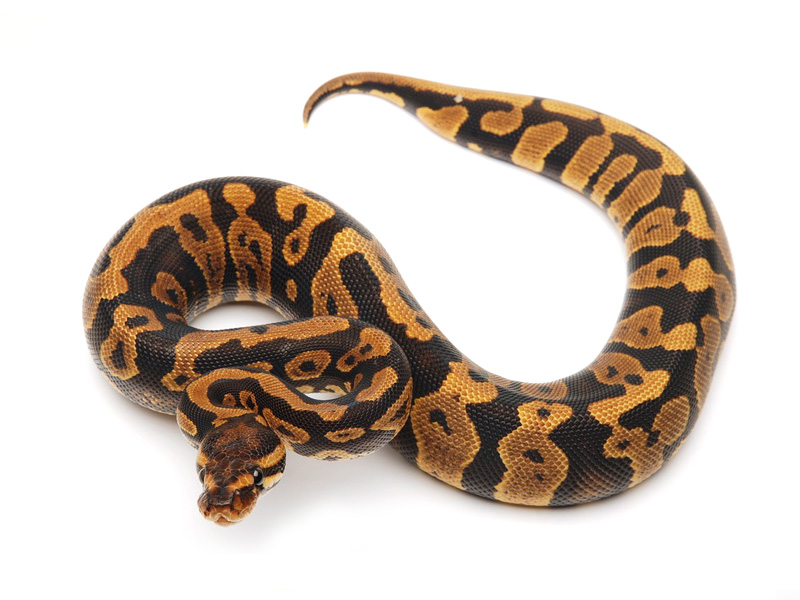 Morph List - World of Ball Pythons