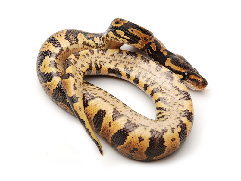 Morph List - World of Ball Pythons