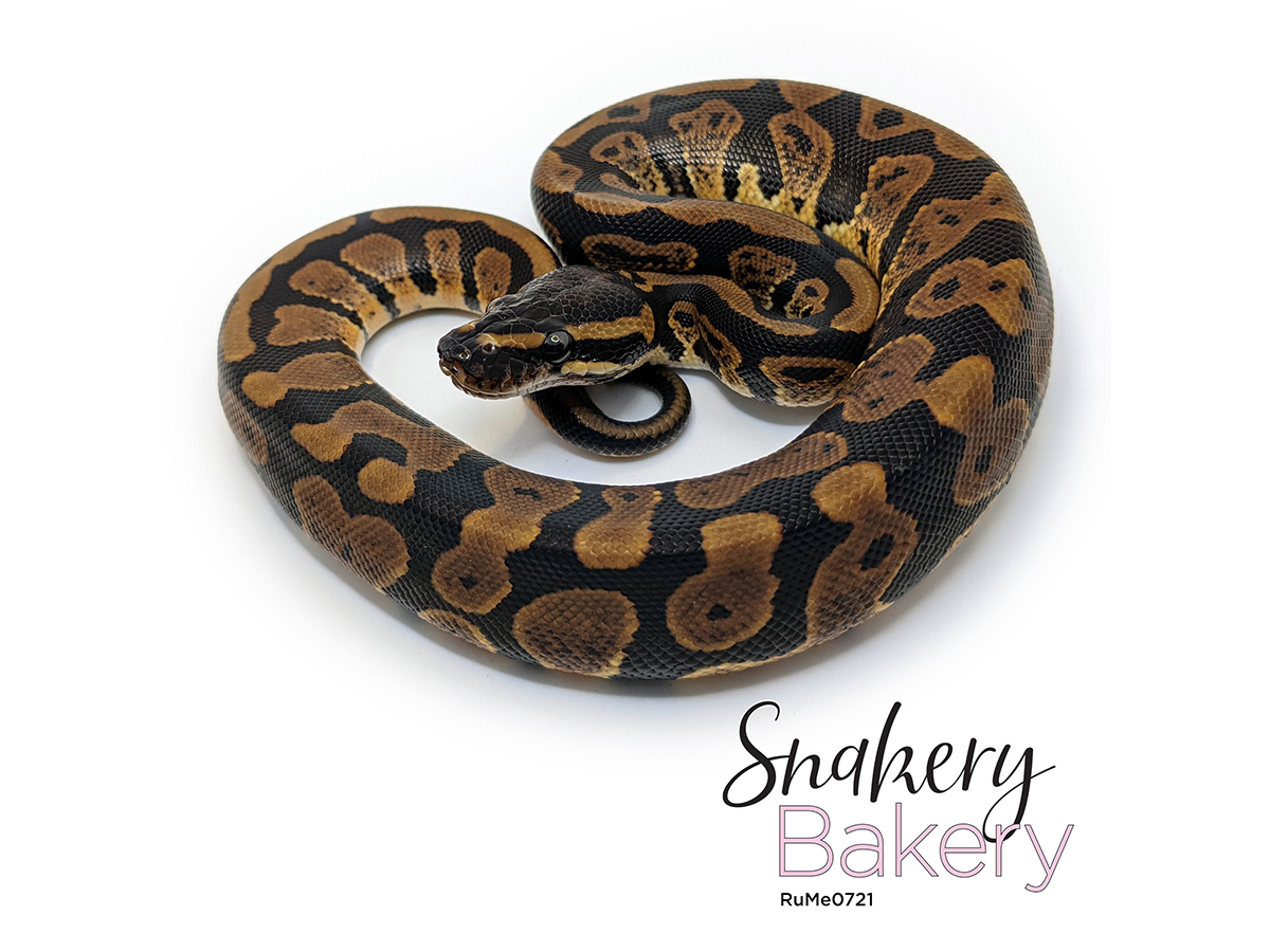 Morph List - World of Ball Pythons