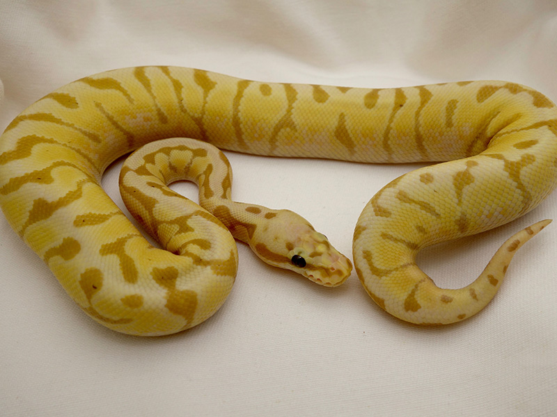 Coral Glow Enchi Pastel Woma - Morph List - World of Ball Pythons