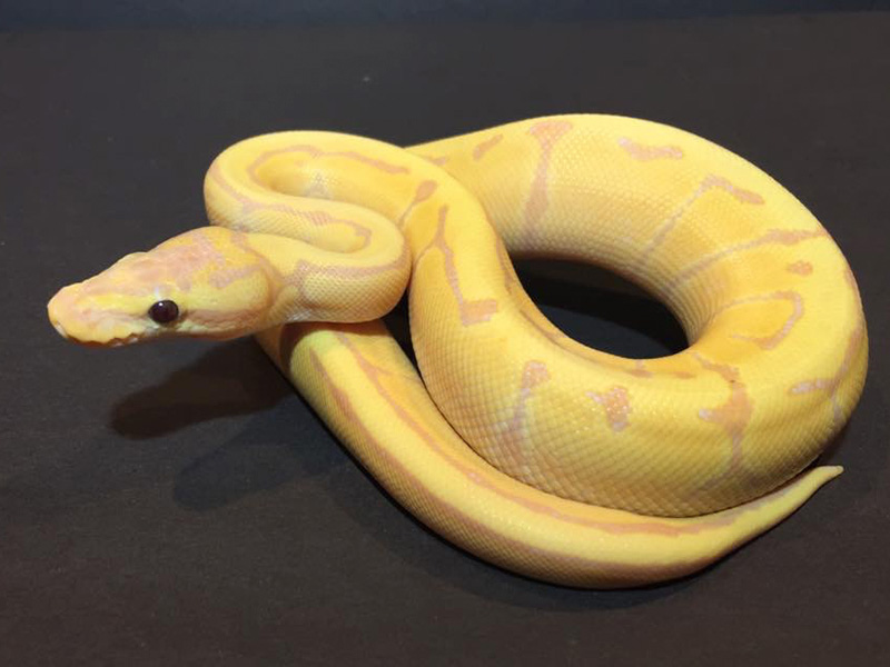 Morph List - World of Ball Pythons