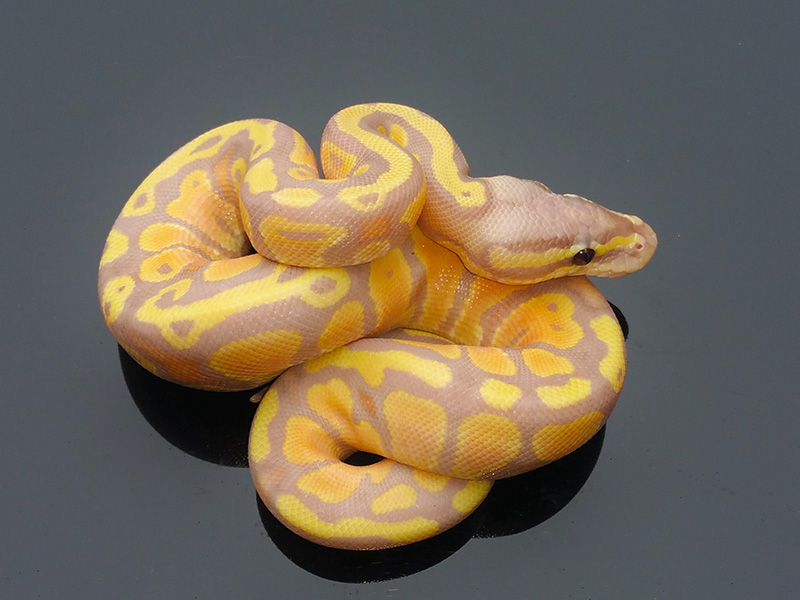Morph List - World of Ball Pythons