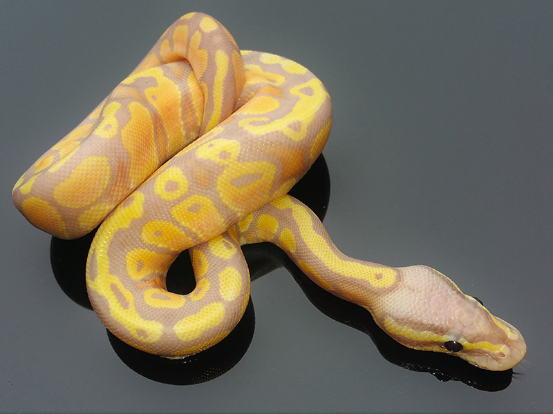 Morph List - World of Ball Pythons