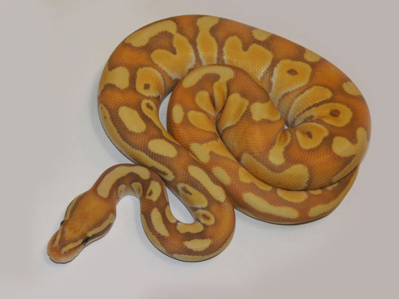 Morph List - World of Ball Pythons