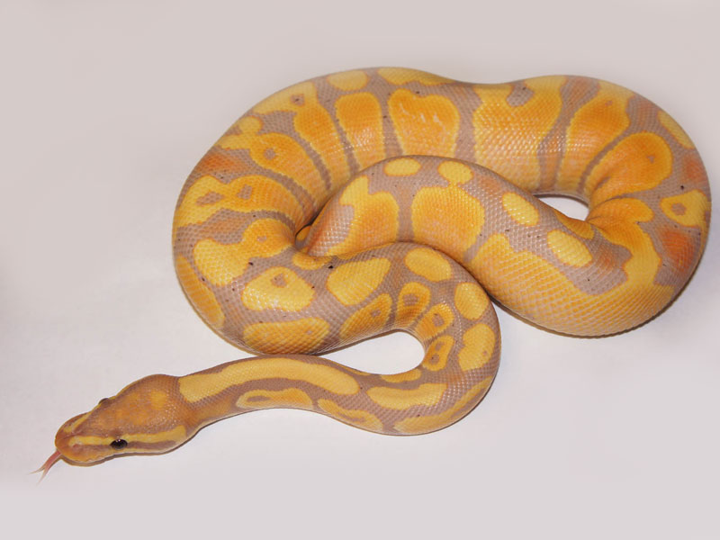 Morph List - World of Ball Pythons