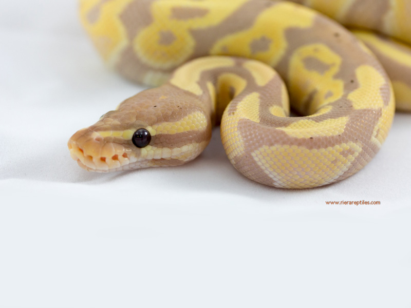 Morph List - World of Ball Pythons