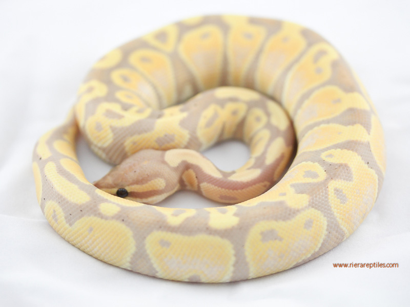 Morph List - World of Ball Pythons