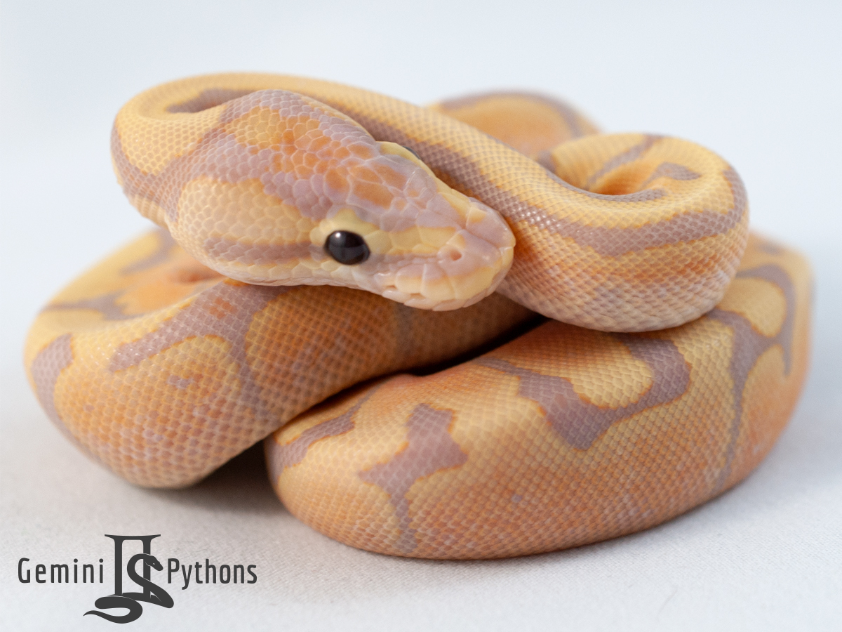 Morph List - World of Ball Pythons