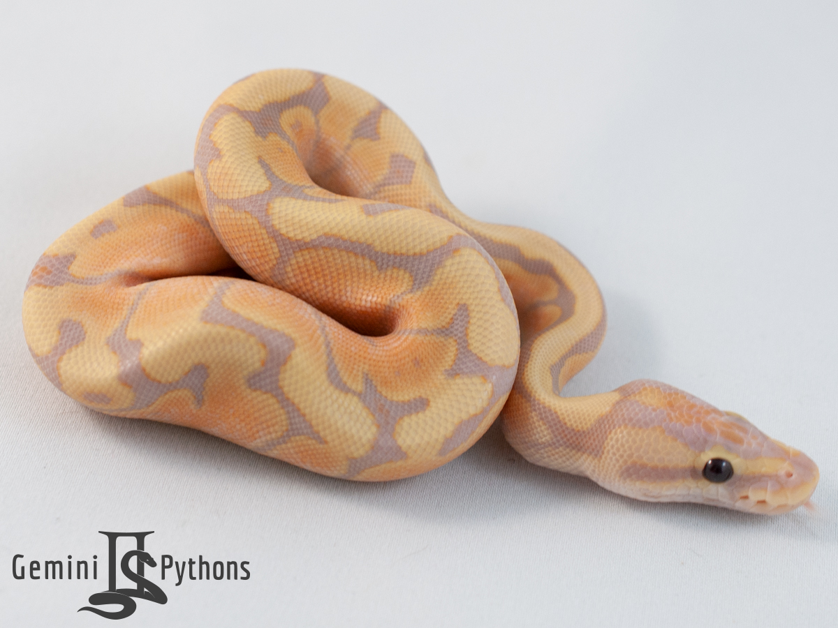 Morph List - World of Ball Pythons