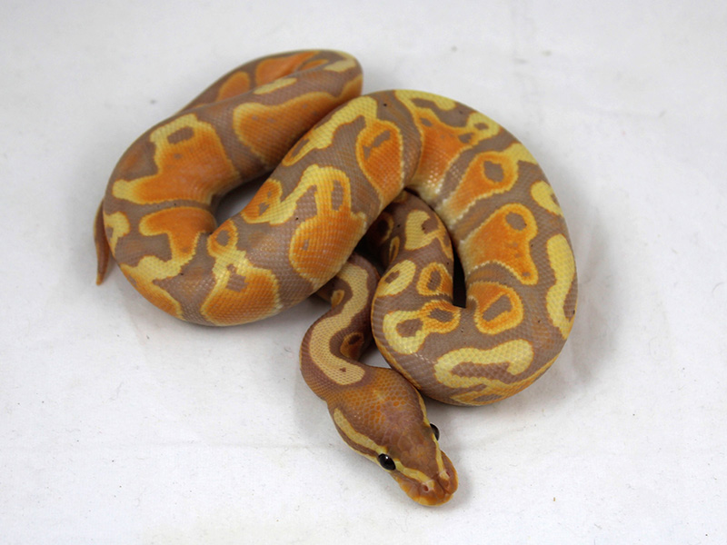 Morph List - World of Ball Pythons