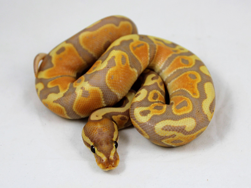 Morph List - World of Ball Pythons